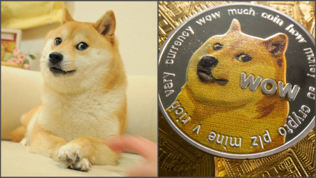 Kabosu is no more, How kabosu Dog was the inspiration for Dogecoin ...
